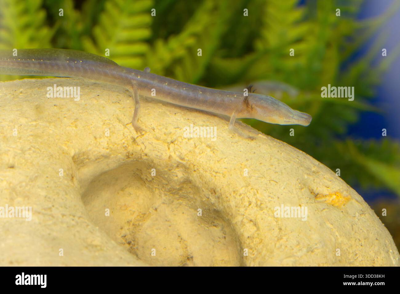 National fish hatchery and aquarium hi-res stock photography and images ...