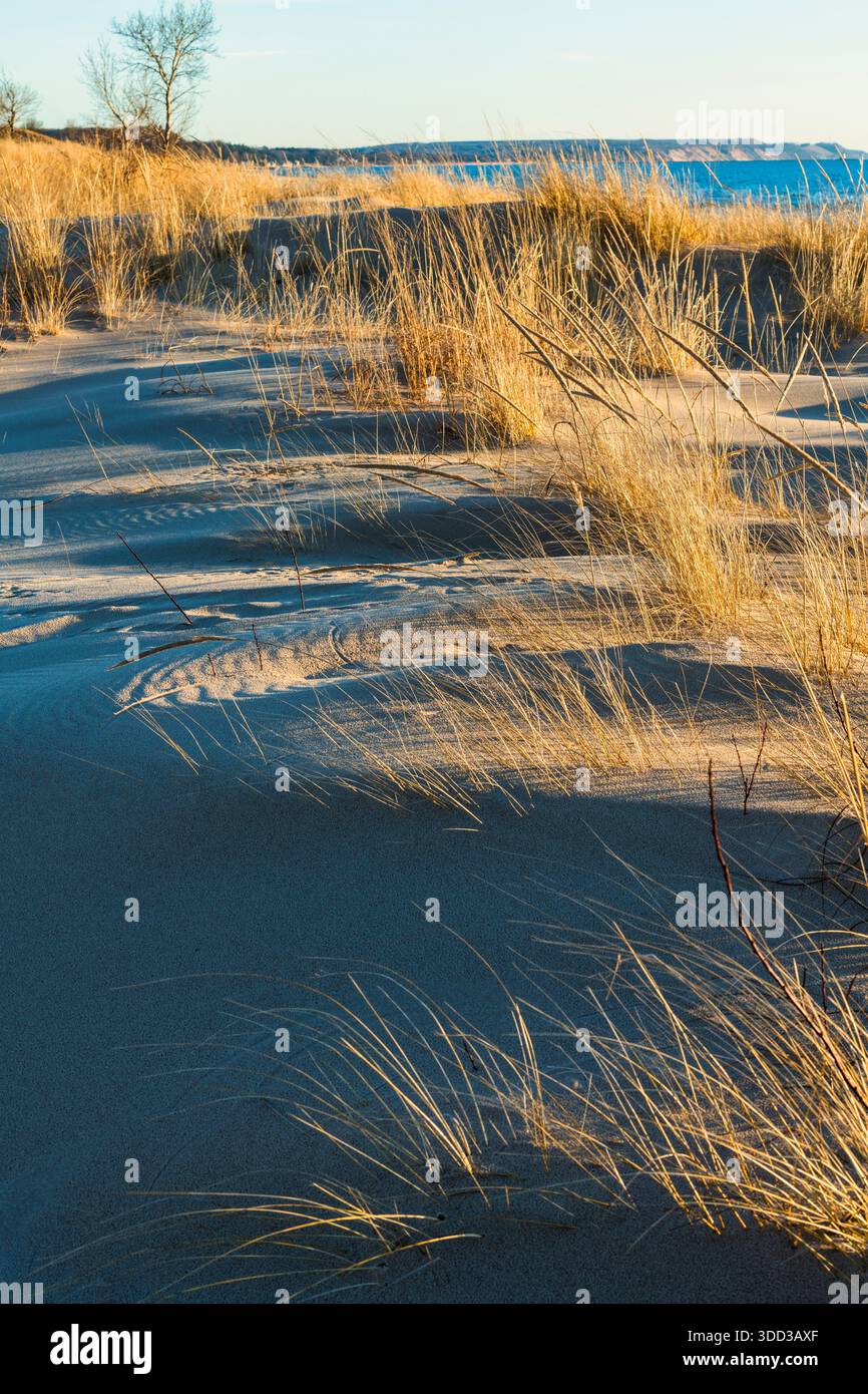 Wind blows through dune grass growing on sandy dunes along the ...