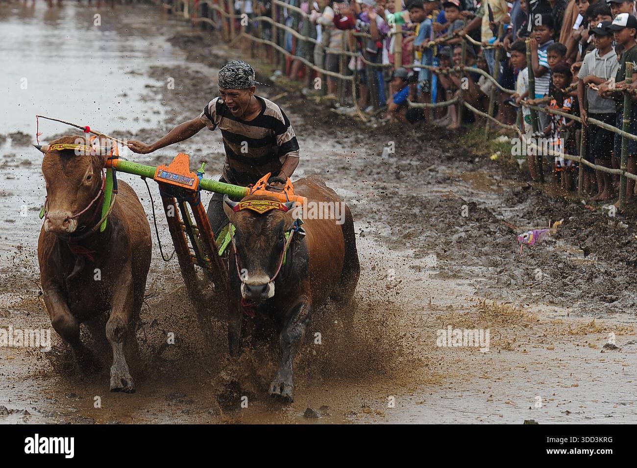 A jockey rides a cart pulled by two bulls during the traditional ...
