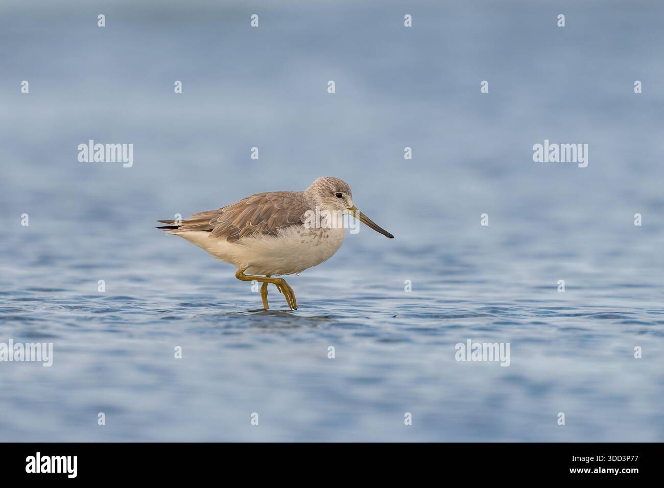 Endangered nordmanns greenshank tringa hi-res stock photography and ...