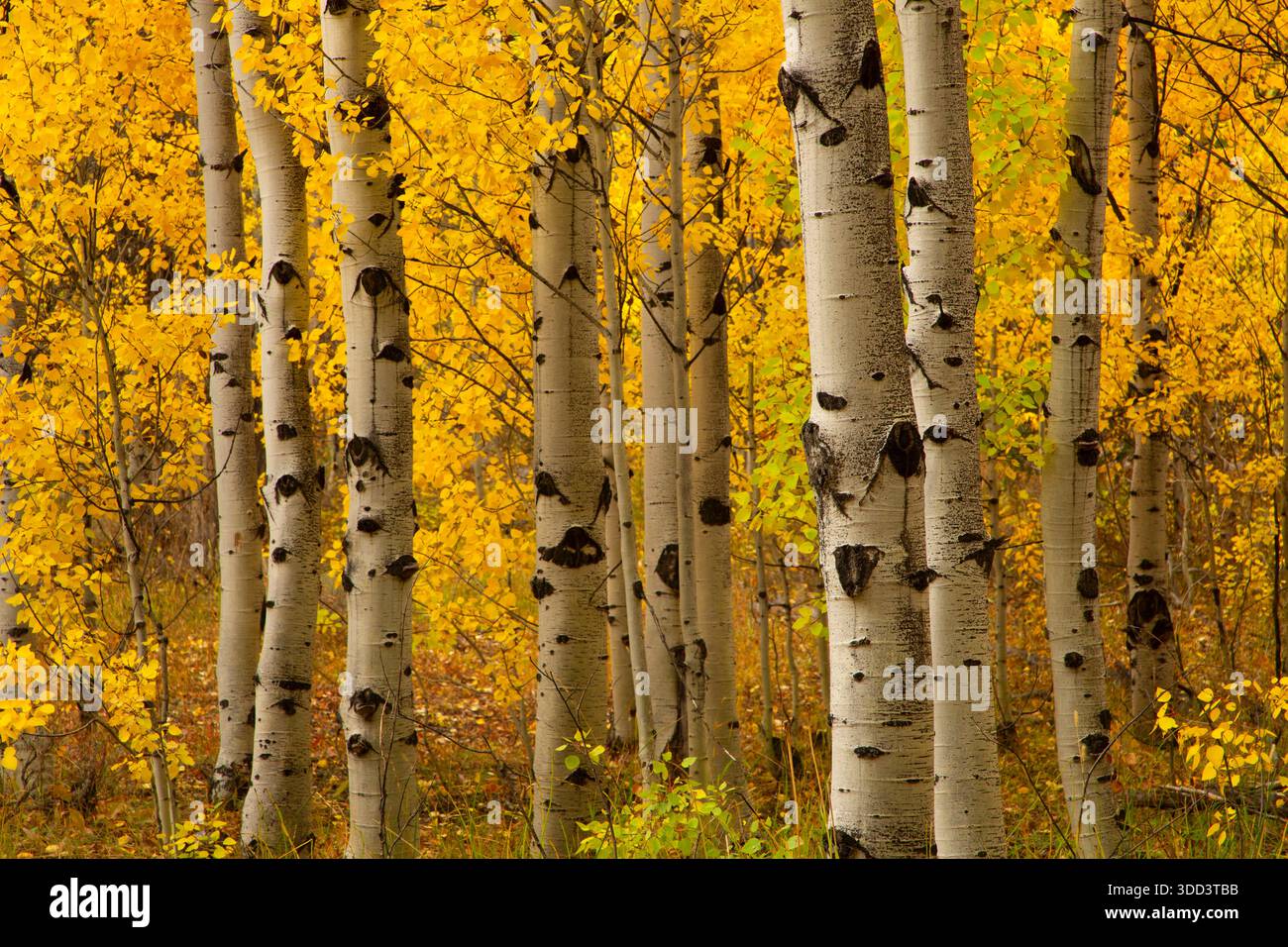 Trembling aspen (Populus tremuloides) along Fox Creek Loop Trail ...