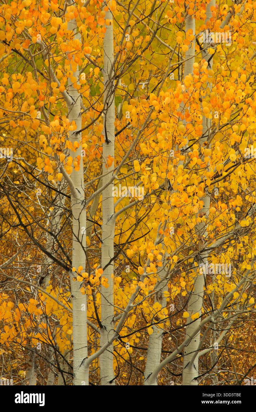 Trembling aspen (Populus tremuloides) along Fox Creek Loop Trail ...