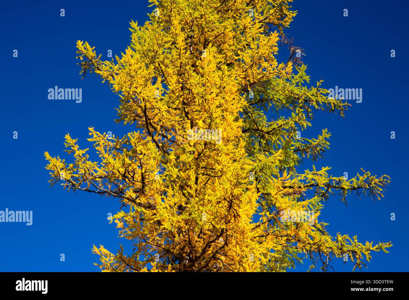 Western Larch (Larix occidentalis), Wallowa-Whitman National Forest ...