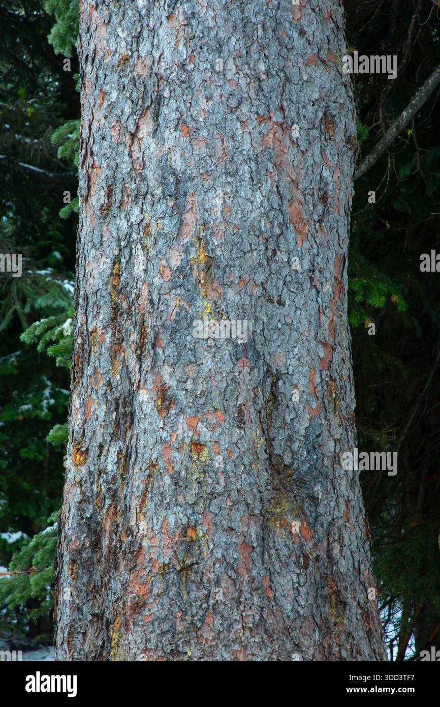 Engelmann spruce at Anthony Lakes, Wallowa-Whitman National Forest ...
