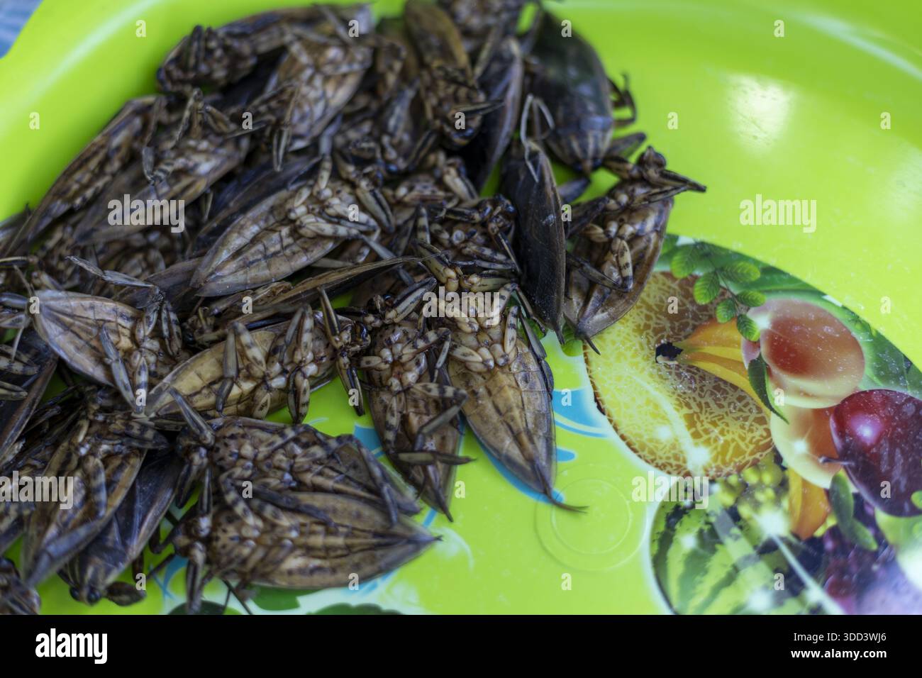Fried giant water bug pile green plastic tray showing edible insect ...