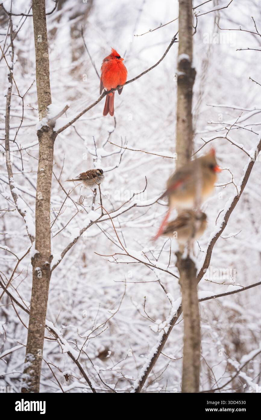 New York, New York, USA. 27th Dec, 2025. A Red Cardinal perches on a ...