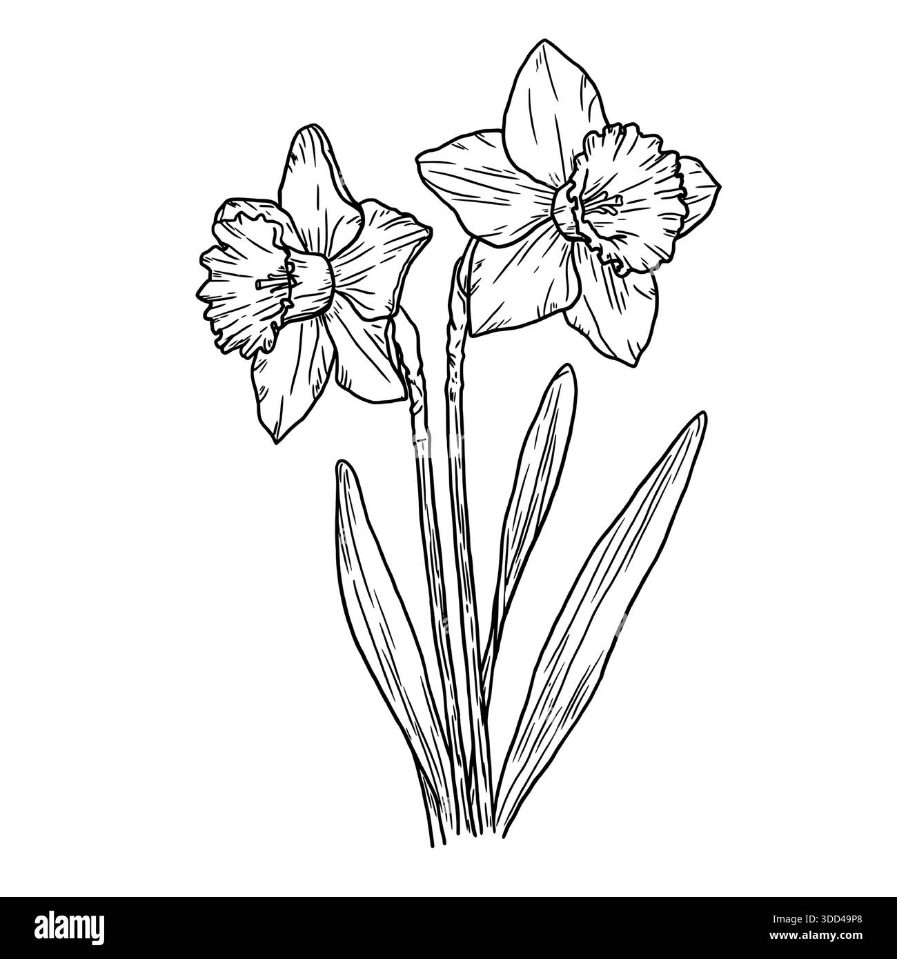 Narcissus in spring blossom Stock Vector Images - Alamy