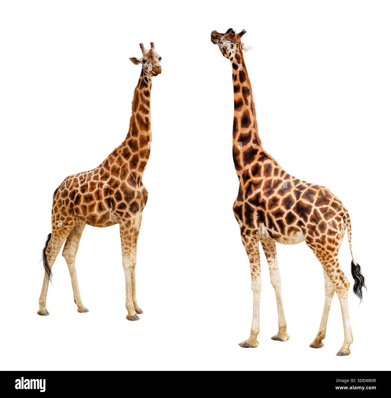 High resolution photo two Cut Out Stock Images & Pictures - Alamy