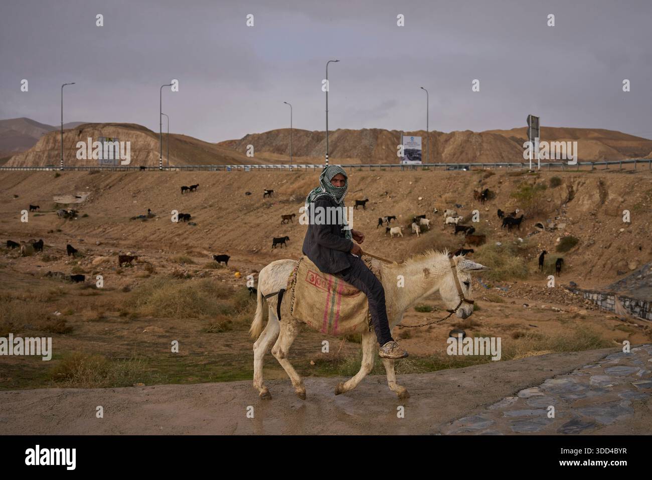 A Palestinian shepherd rides a donkey next to the Israeli settlement of ...