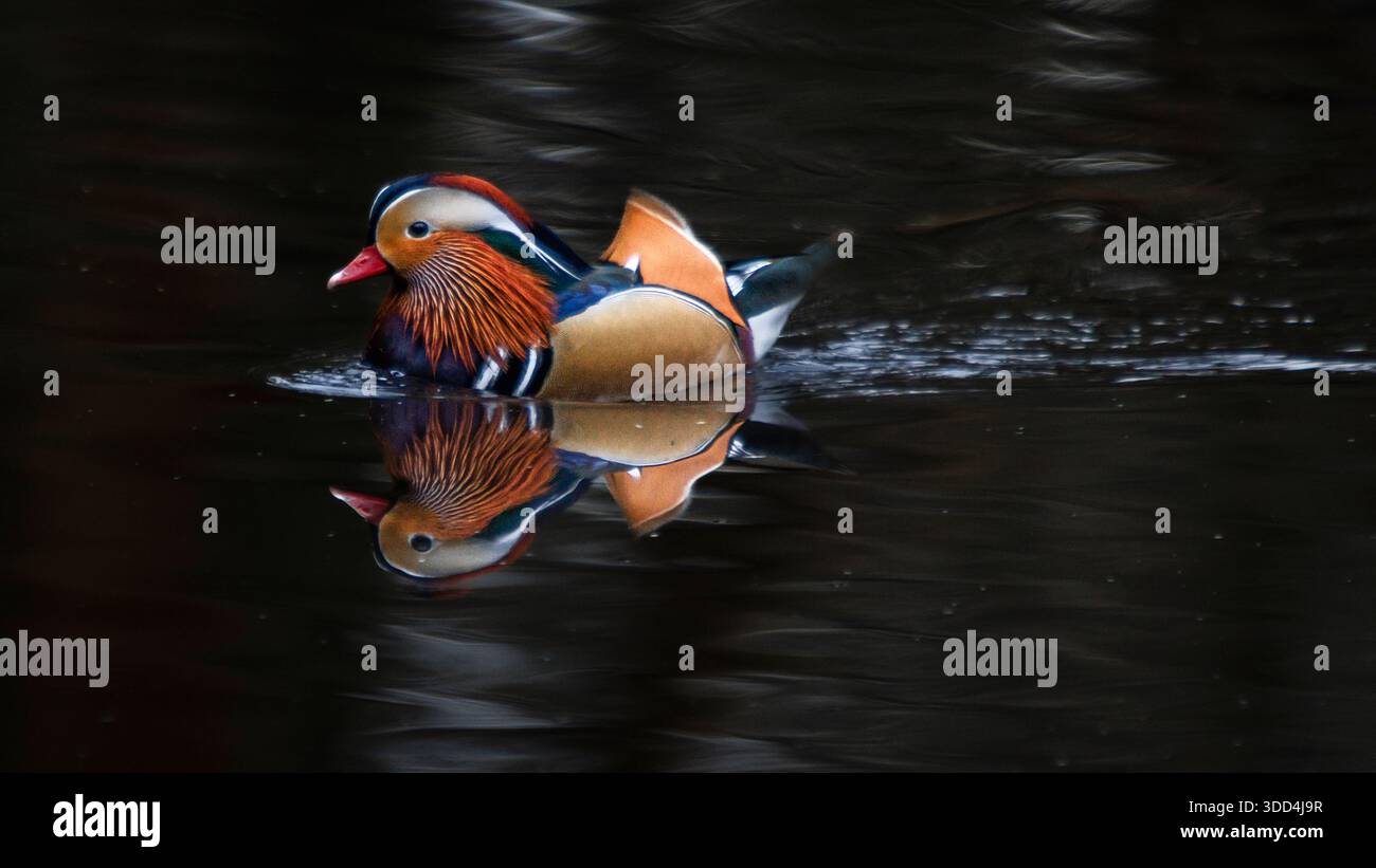 Hampstead wildlife conservation hi-res stock photography and images - Alamy