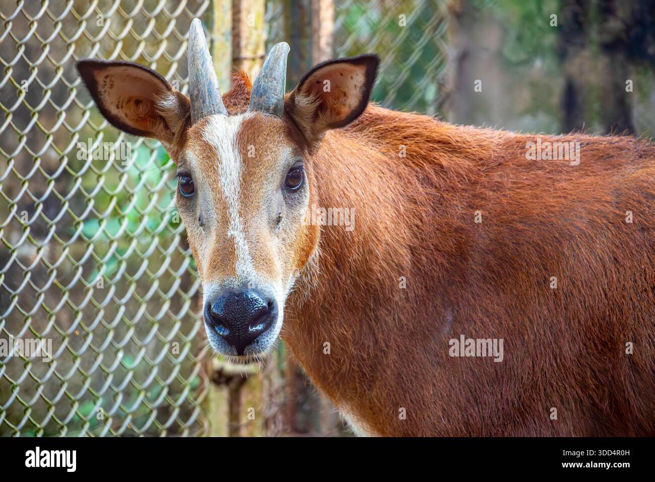 Burmese red serow hi-res stock photography and images - Alamy