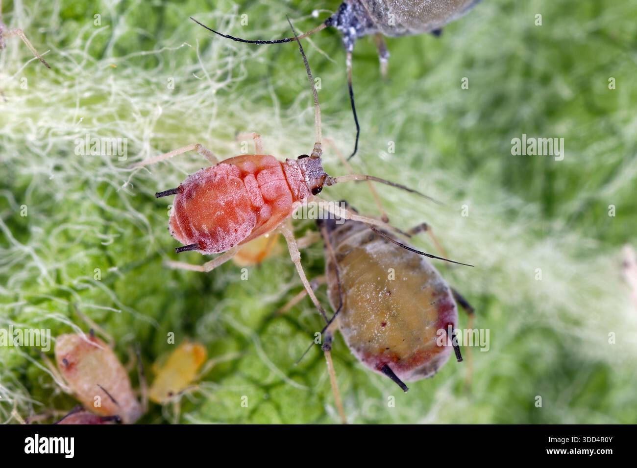 Rosy apple aphid, Dysaphis plantaginea. Pests are phloem feeders apple ...