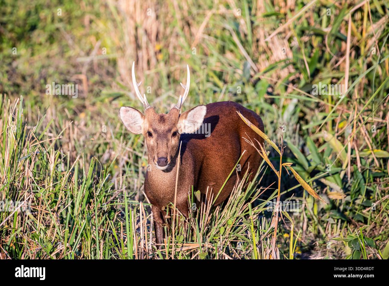 The male Indian hog deer (Axis porcinus) in Kaziranga National Park ...