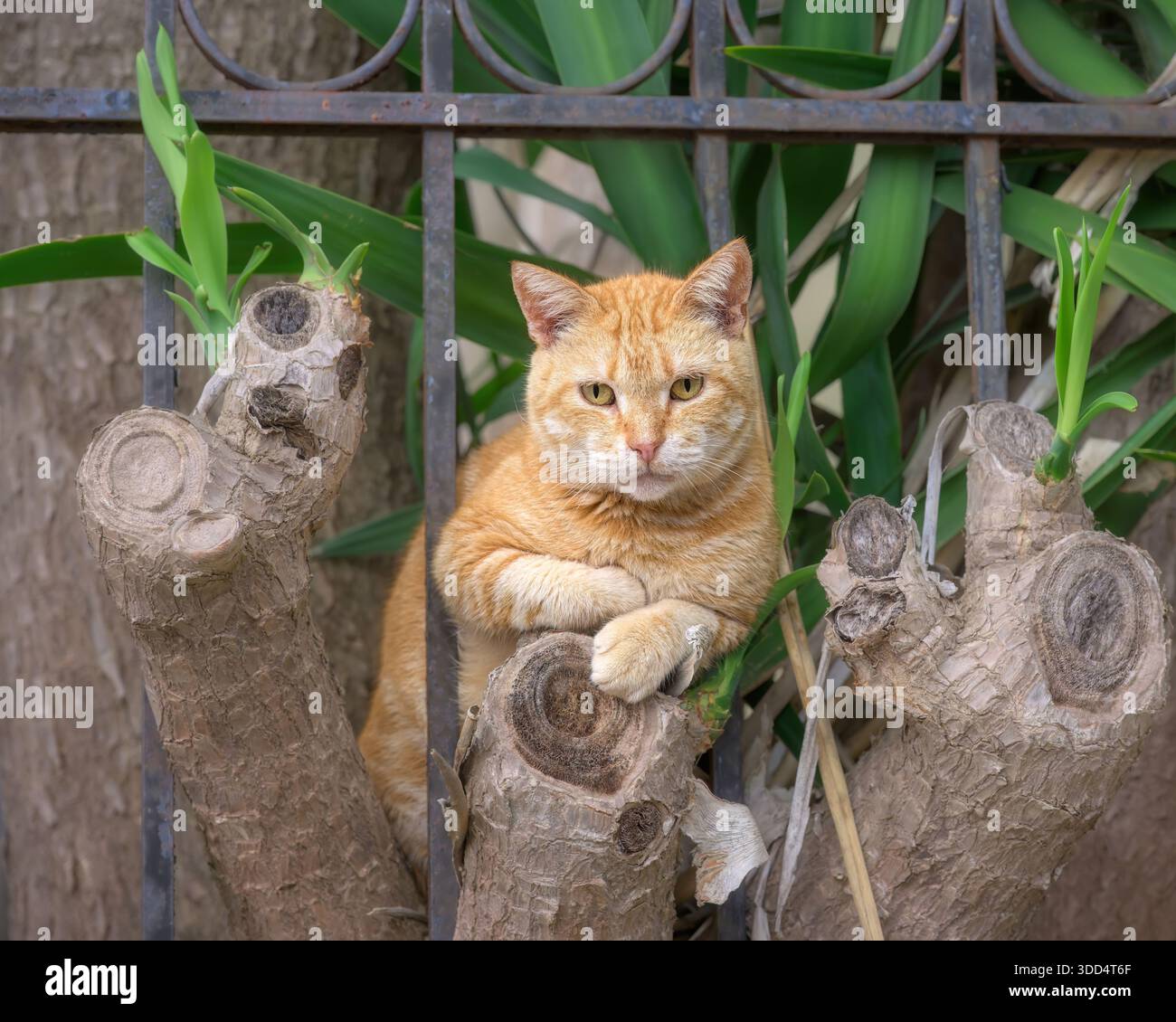 Big cat observation hi-res stock photography and images - Alamy