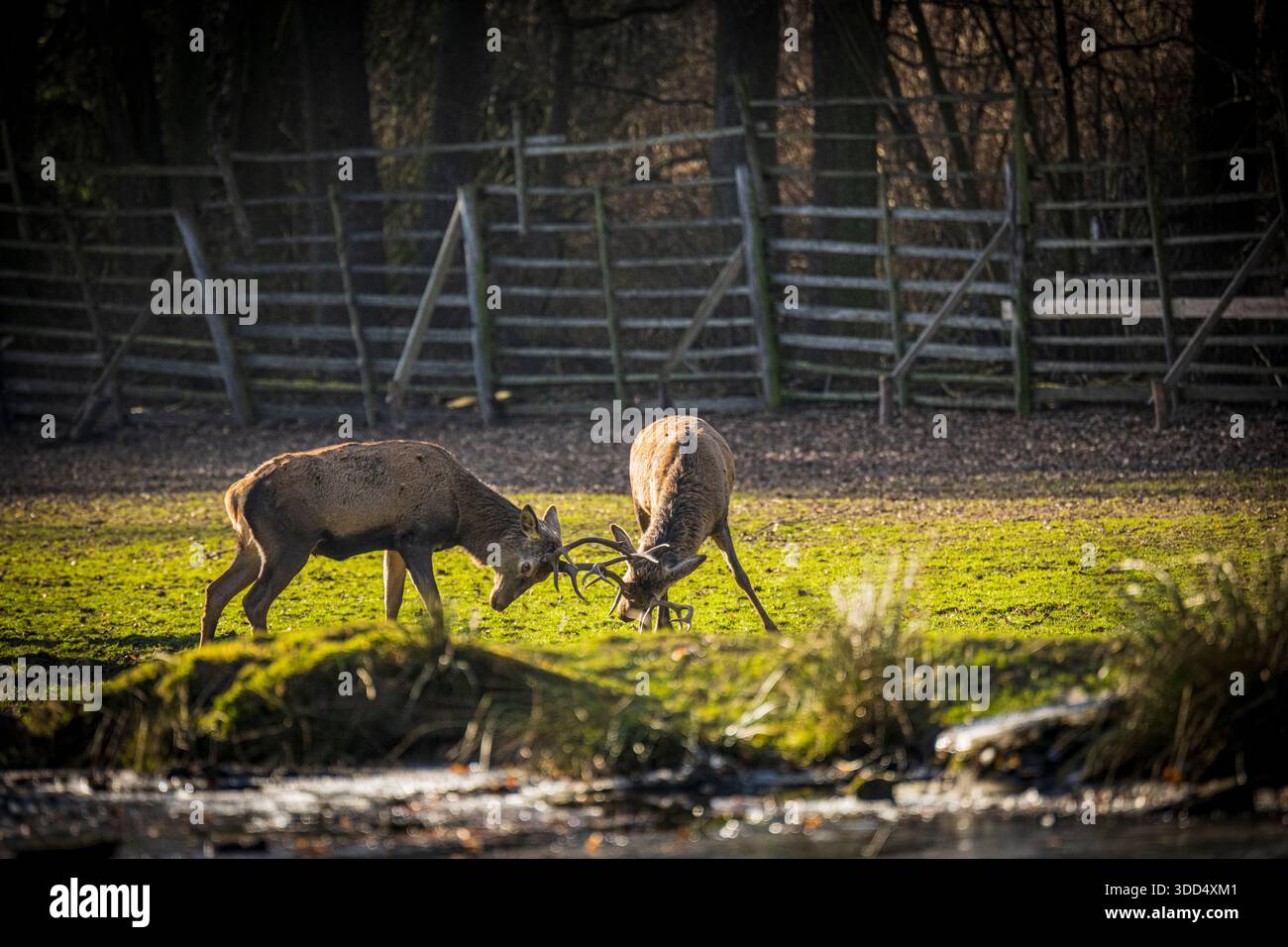 Christmas feeding of animals in the Skalice game reserve by Skalice ...
