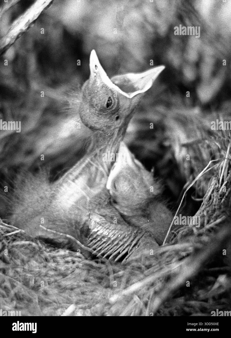 Young eurasian Black and White Stock Photos & Images - Alamy