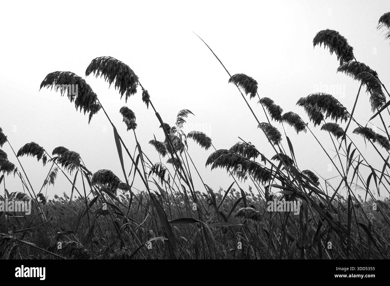 Tall wild reeds blowing in the wind against a bright sky, creating a ...