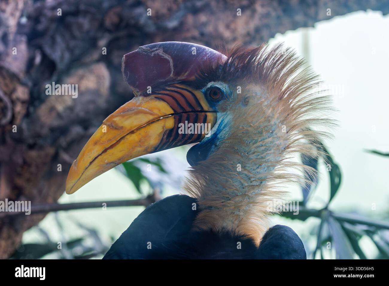Namdapha hornbill hi-res stock photography and images - Alamy