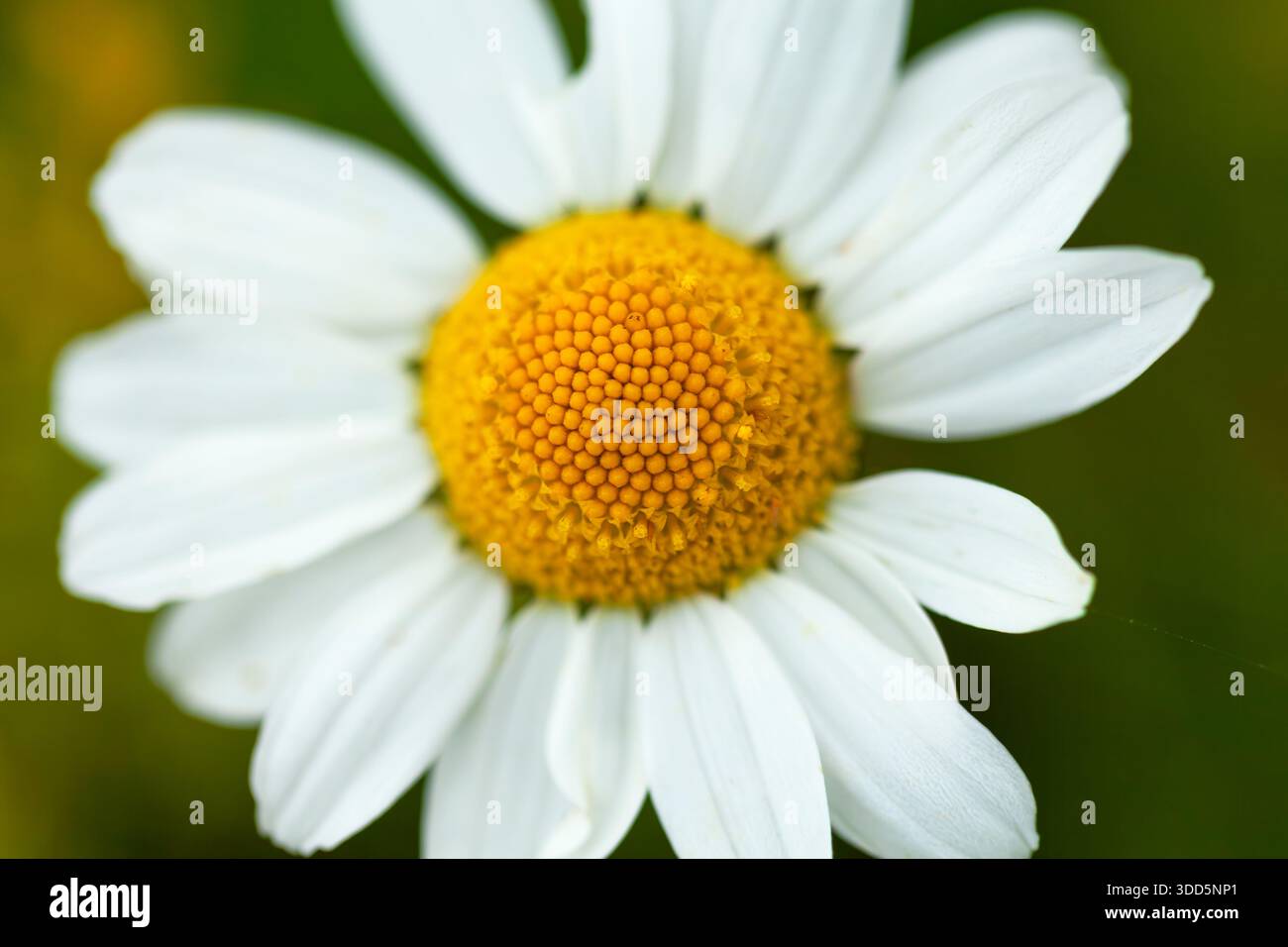 Wildflower daisy irish flora hi-res stock photography and images - Alamy