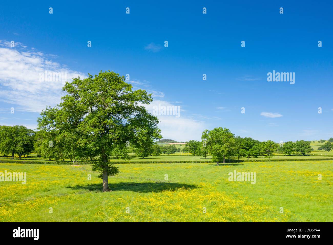 Wide green meadow scattered yellow hi-res stock photography and images ...