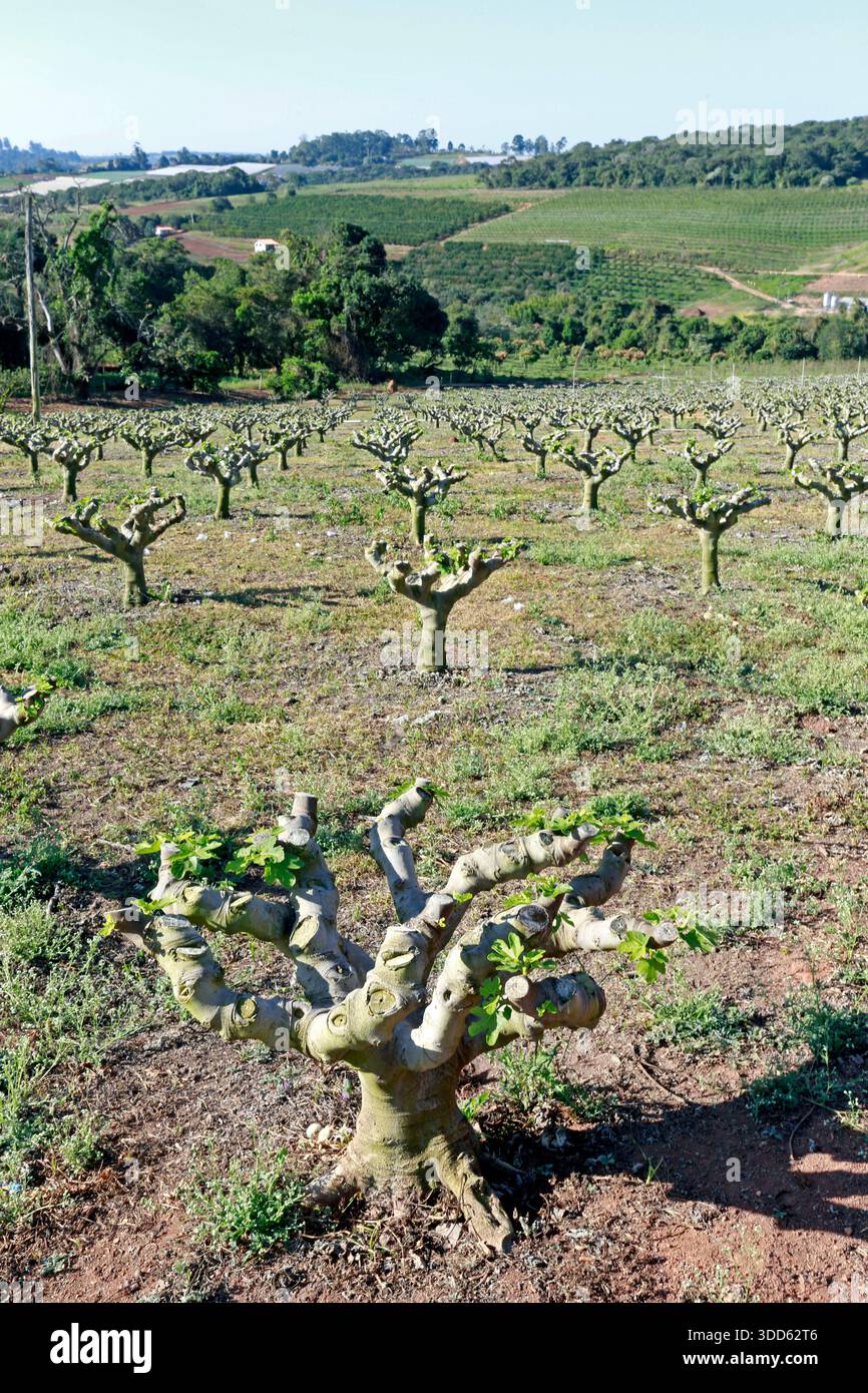 Fig production in countryside of Brazil, the second largest world ...