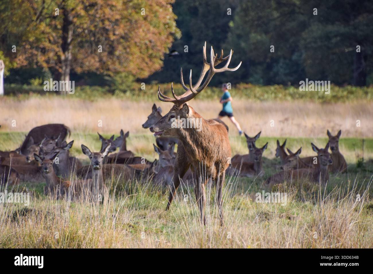 London, UK. 19th October 2020. A stag stands among a group of females ...