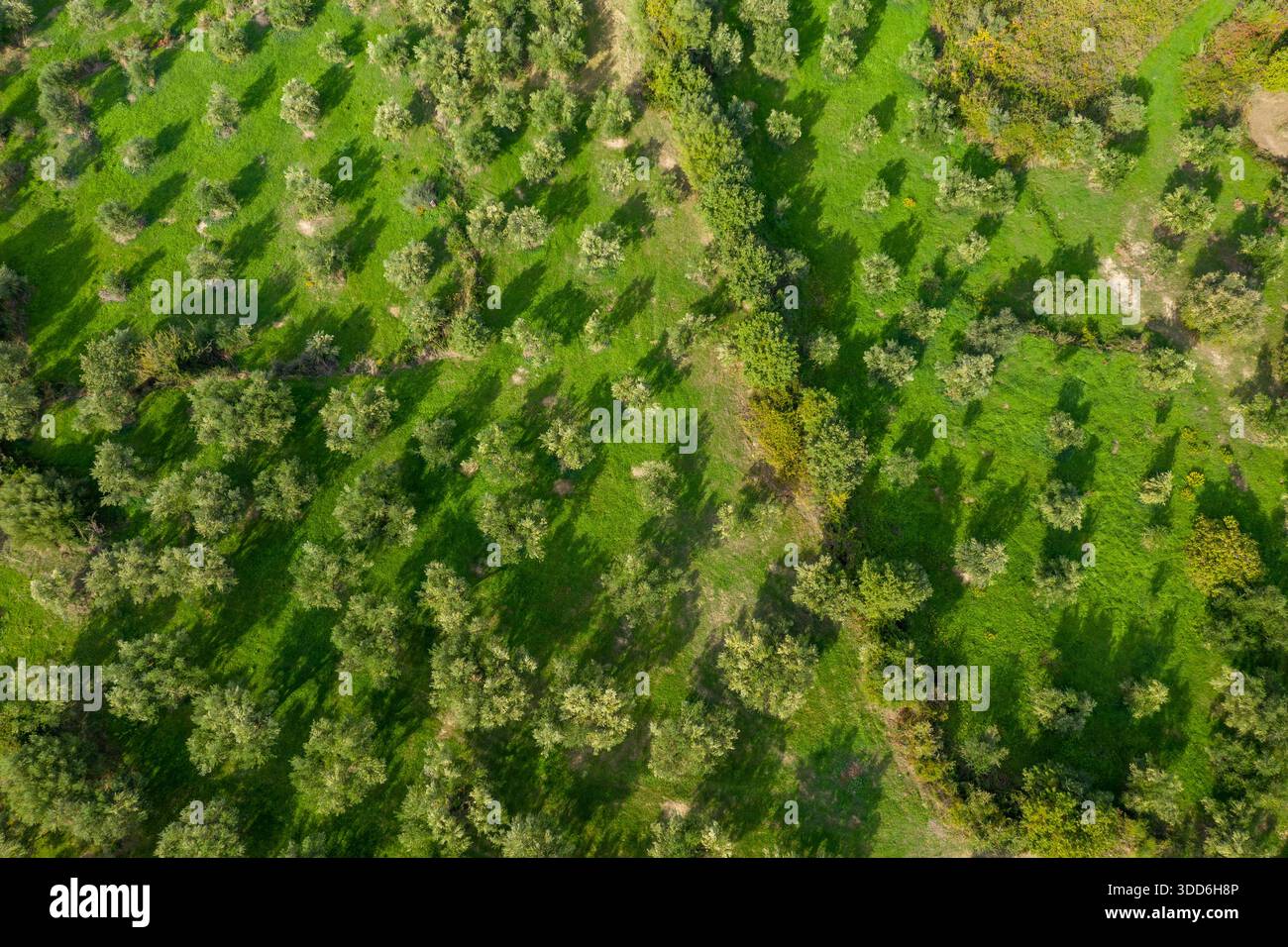 Trees create pattern shadows hi-res stock photography and images - Alamy
