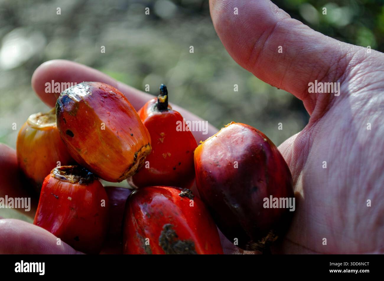 Farmer hand holding fresh oil palm fruits after harvest in tropical ...