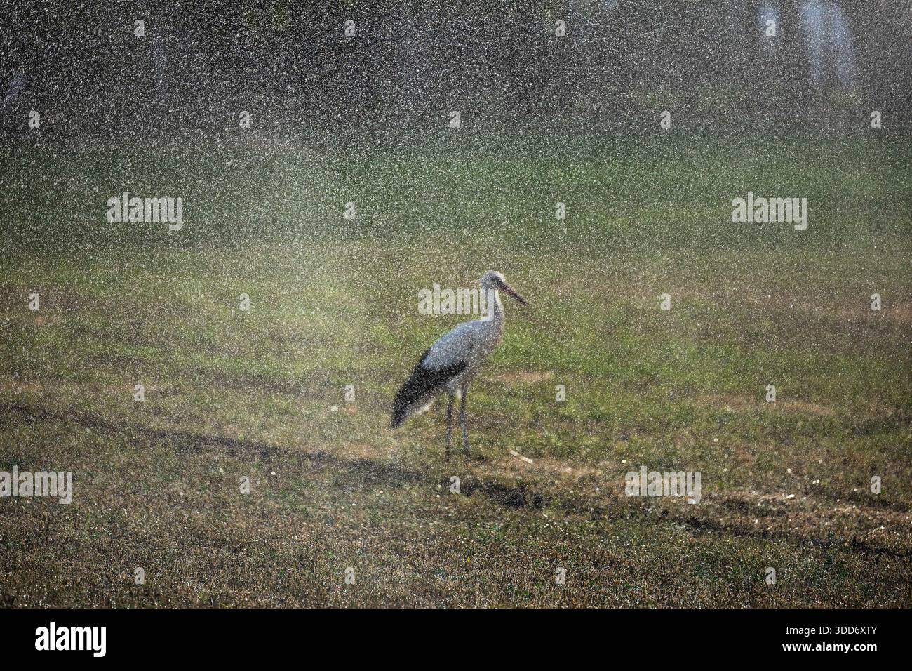 A stork stands behind a sprinkler on a dried-out field in Kiskunmajsa ...