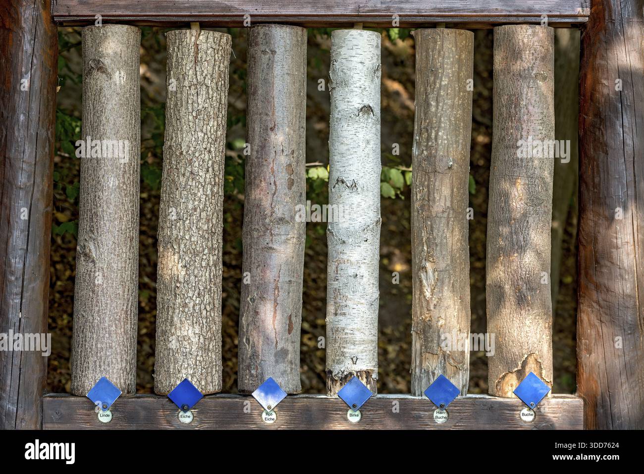 Sections of different tree trunks for comparison, lime (Tilia), oak ...