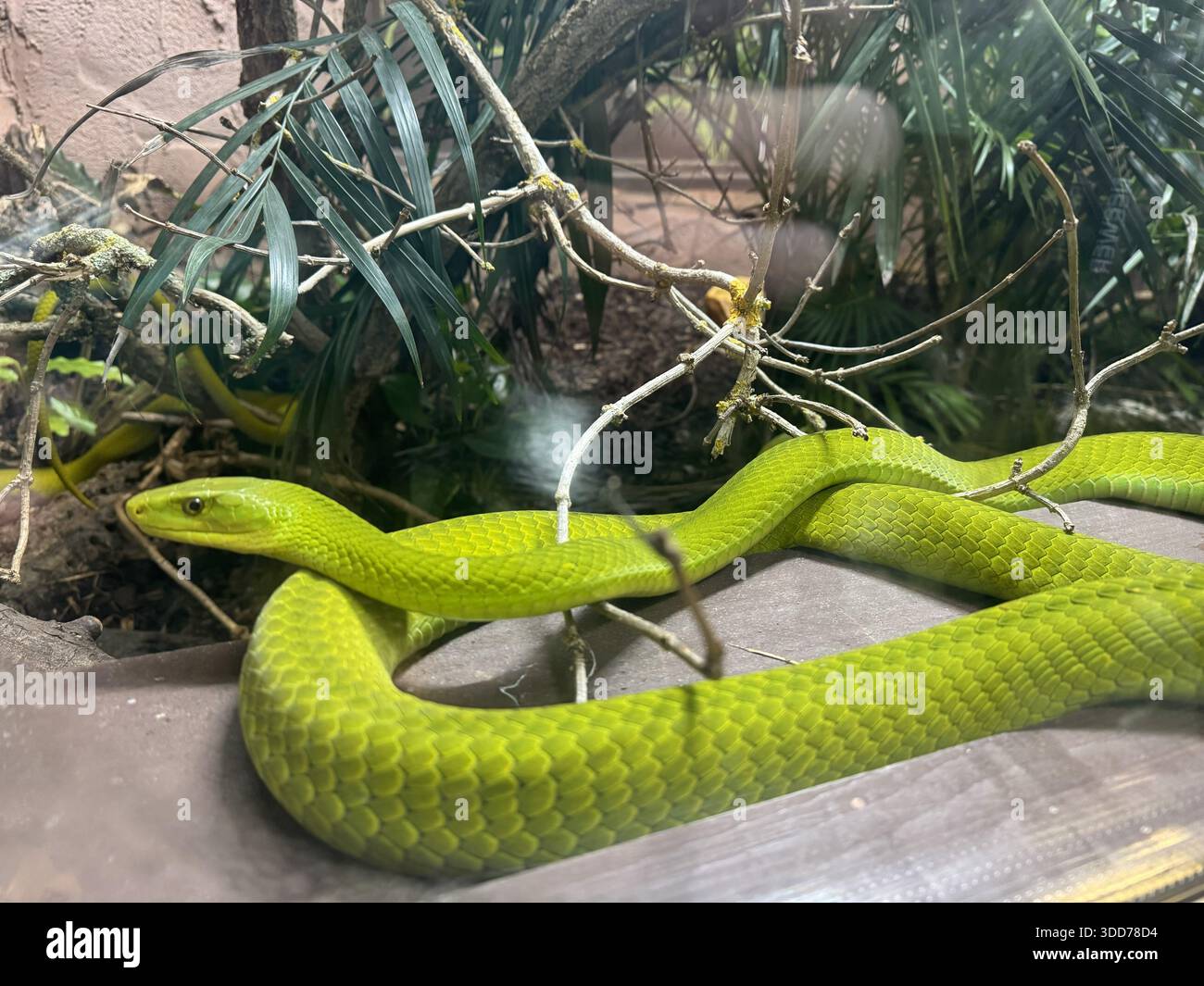 A green mamba at The National Reptile Zoo in Kilkenny, Ireland. Picture ...