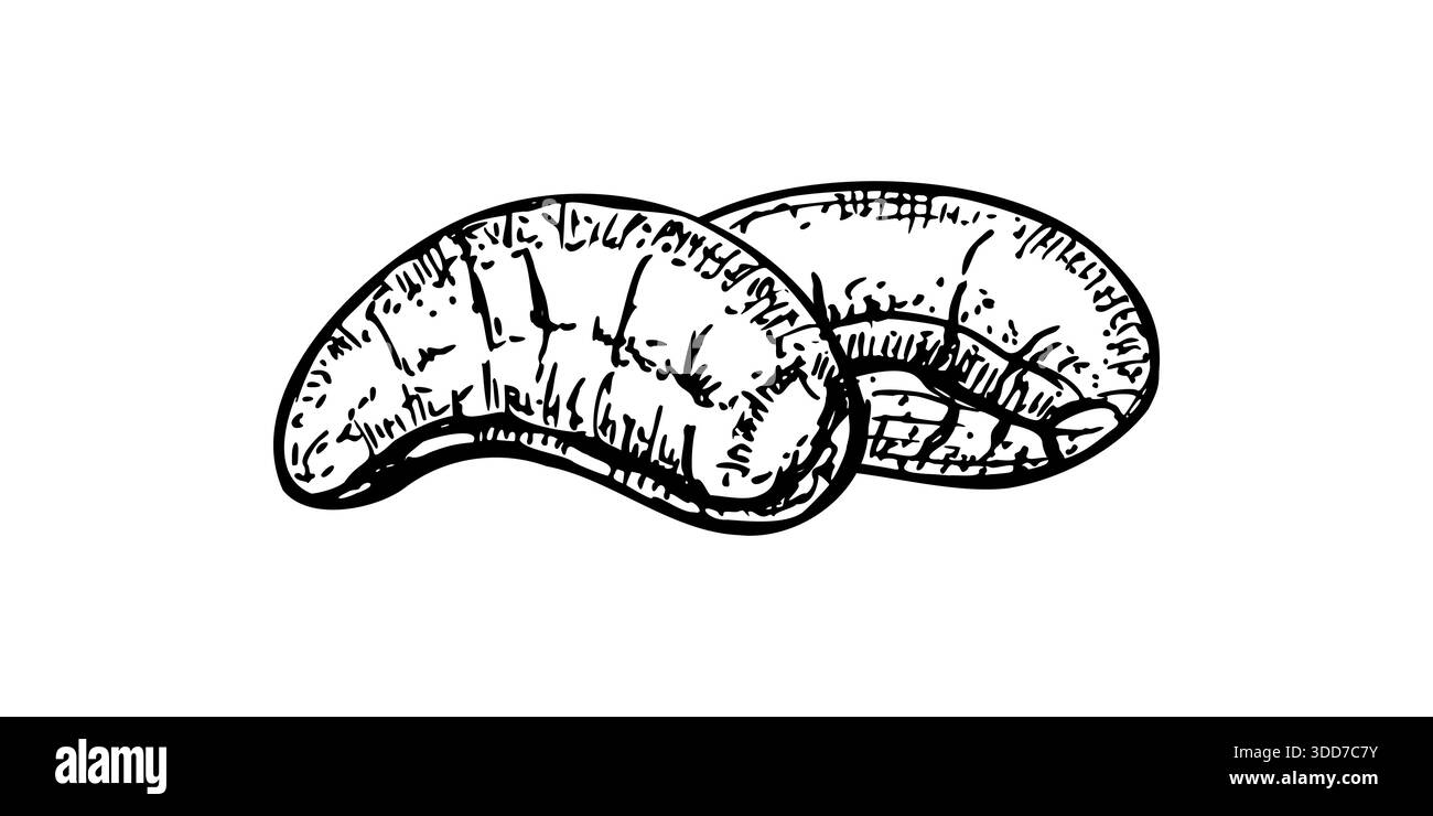 Two cashew or anacardium nuts monochrome vector isolated line art black ...