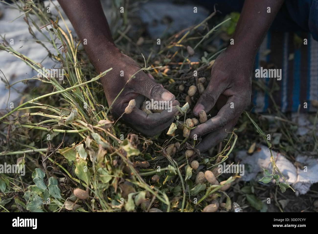 A farmworker sorts peanuts in Tambacounda, Senegal, Wednesday, Nov. 5 ...