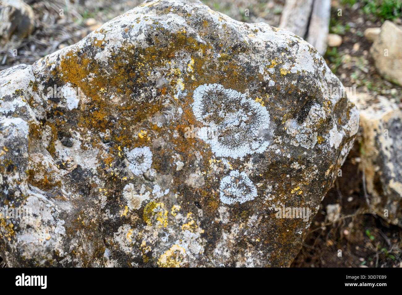 Structure of various organisms hi-res stock photography and images - Alamy