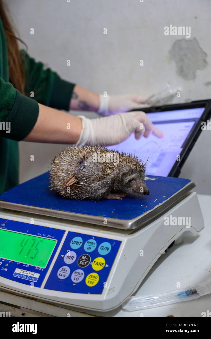 Hedgehog rescue center hi-res stock photography and images - Alamy