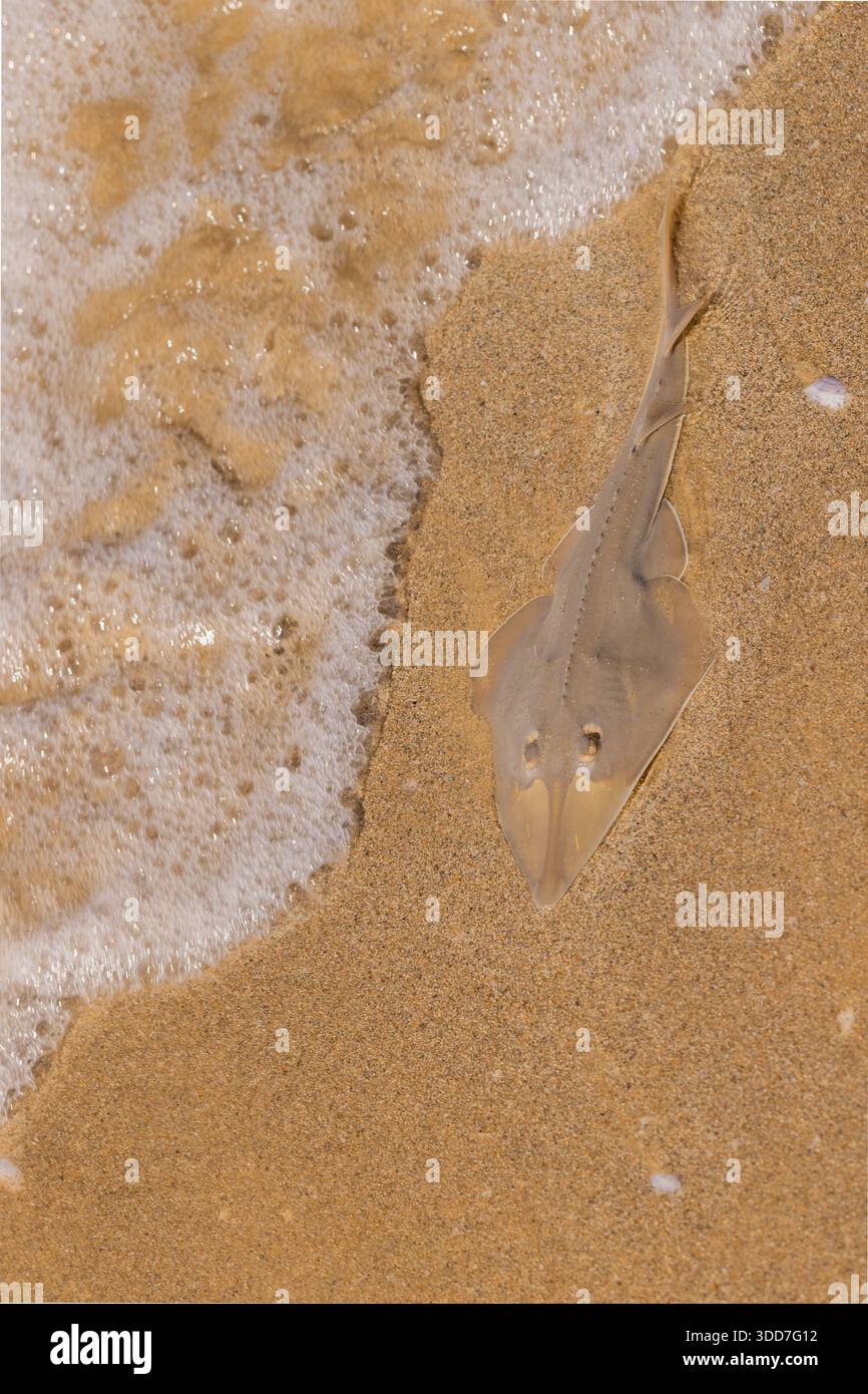 Blackchin guitarfish hi-res stock photography and images - Alamy