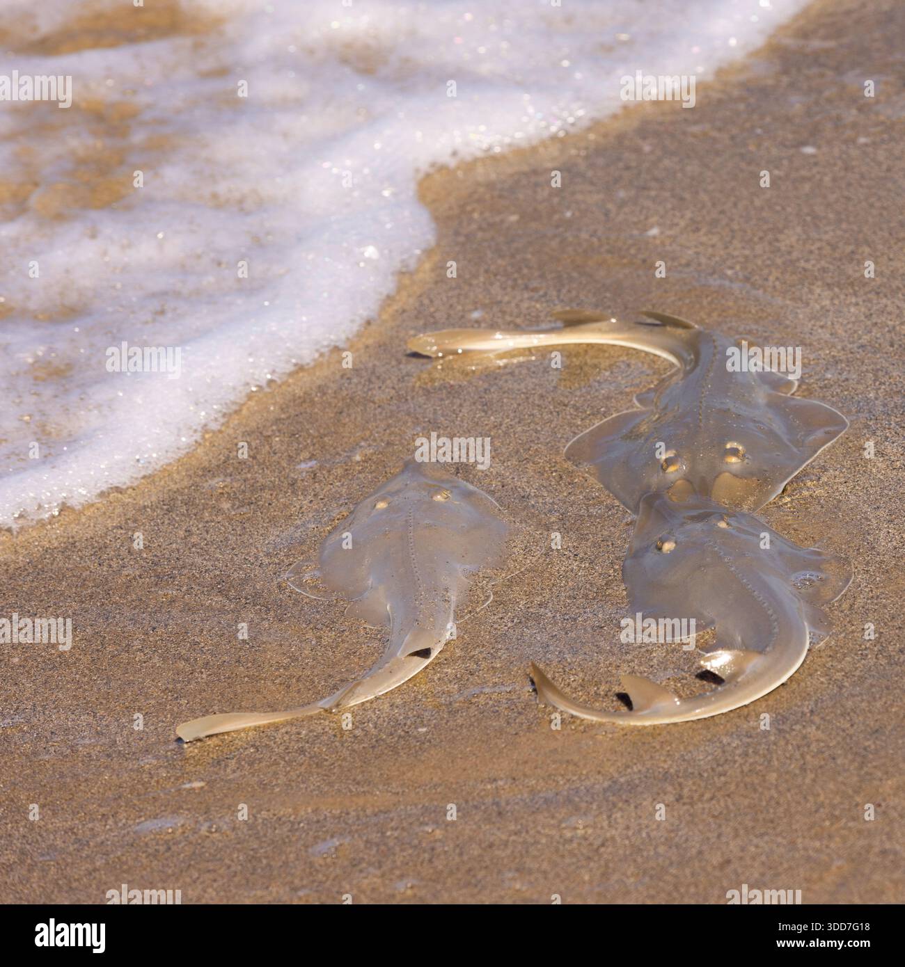 Blackchin guitarfish hi-res stock photography and images - Alamy