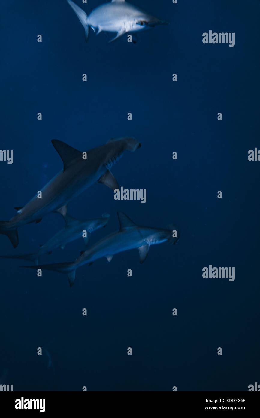 Blue sharks in different hi-res stock photography and images - Alamy
