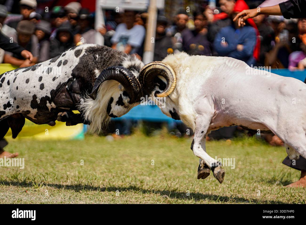 Garut sheep (Ovis aries), locally known as Domba Garut, clash during ...