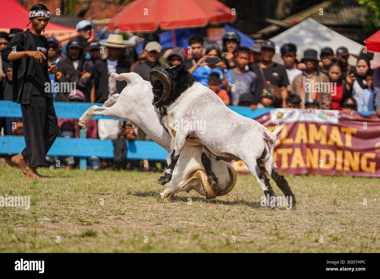 Garut sheep (Ovis aries), locally known as Domba Garut, clash during ...