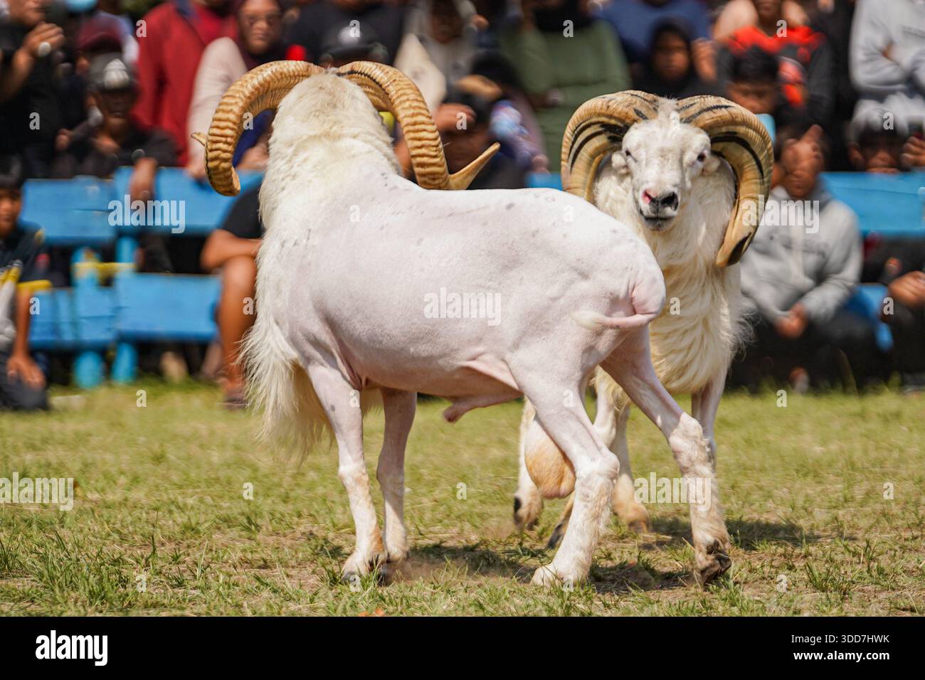 Garut sheep (Ovis aries), locally known as Domba Garut, clash during ...