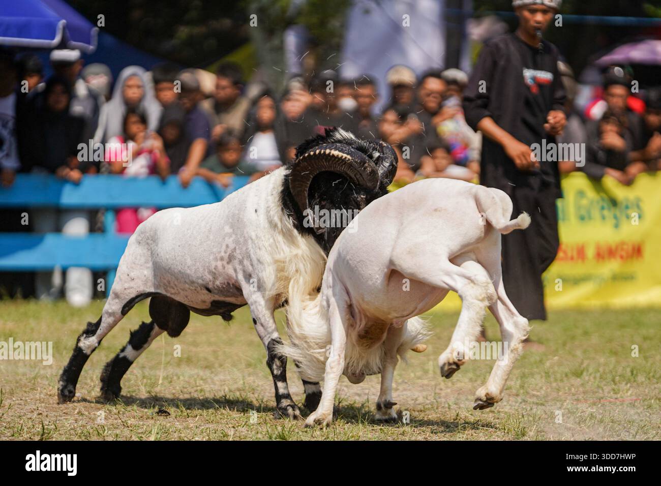 Garut sheep (Ovis aries), locally known as Domba Garut, clash during ...