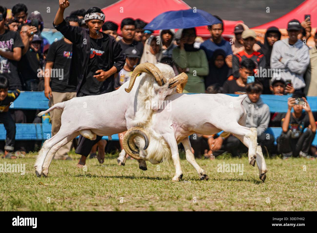 Garut sheep (Ovis aries), locally known as Domba Garut, clash during ...