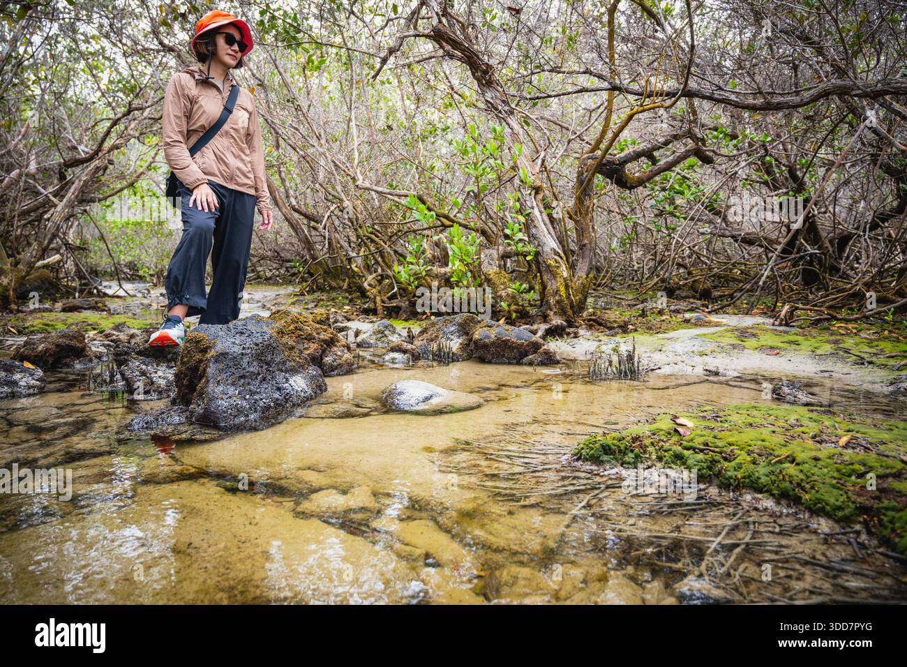 Woman exploring mangrove forest hi-res stock photography and images - Alamy