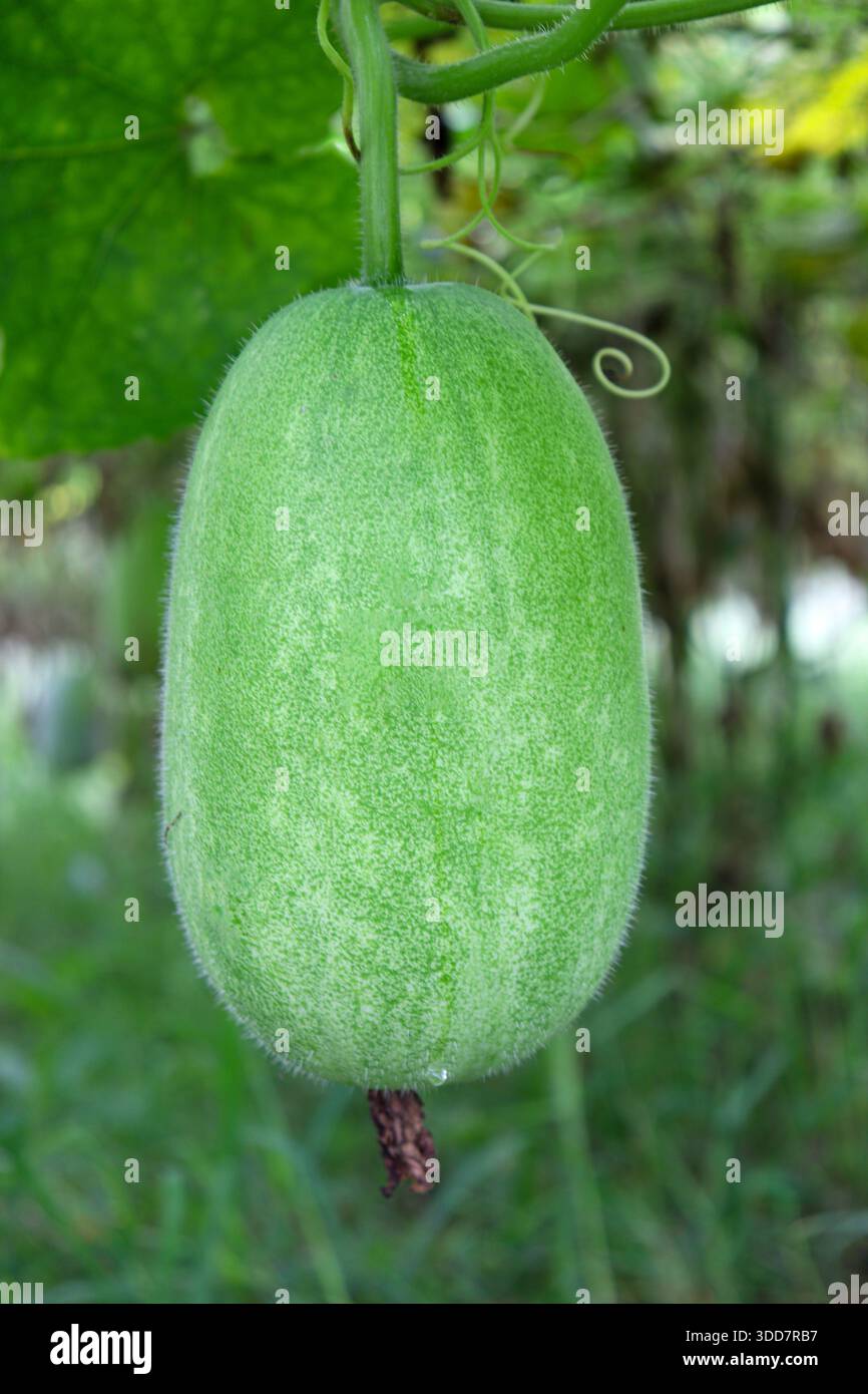 Ash guard vegetable hi-res stock photography and images - Alamy