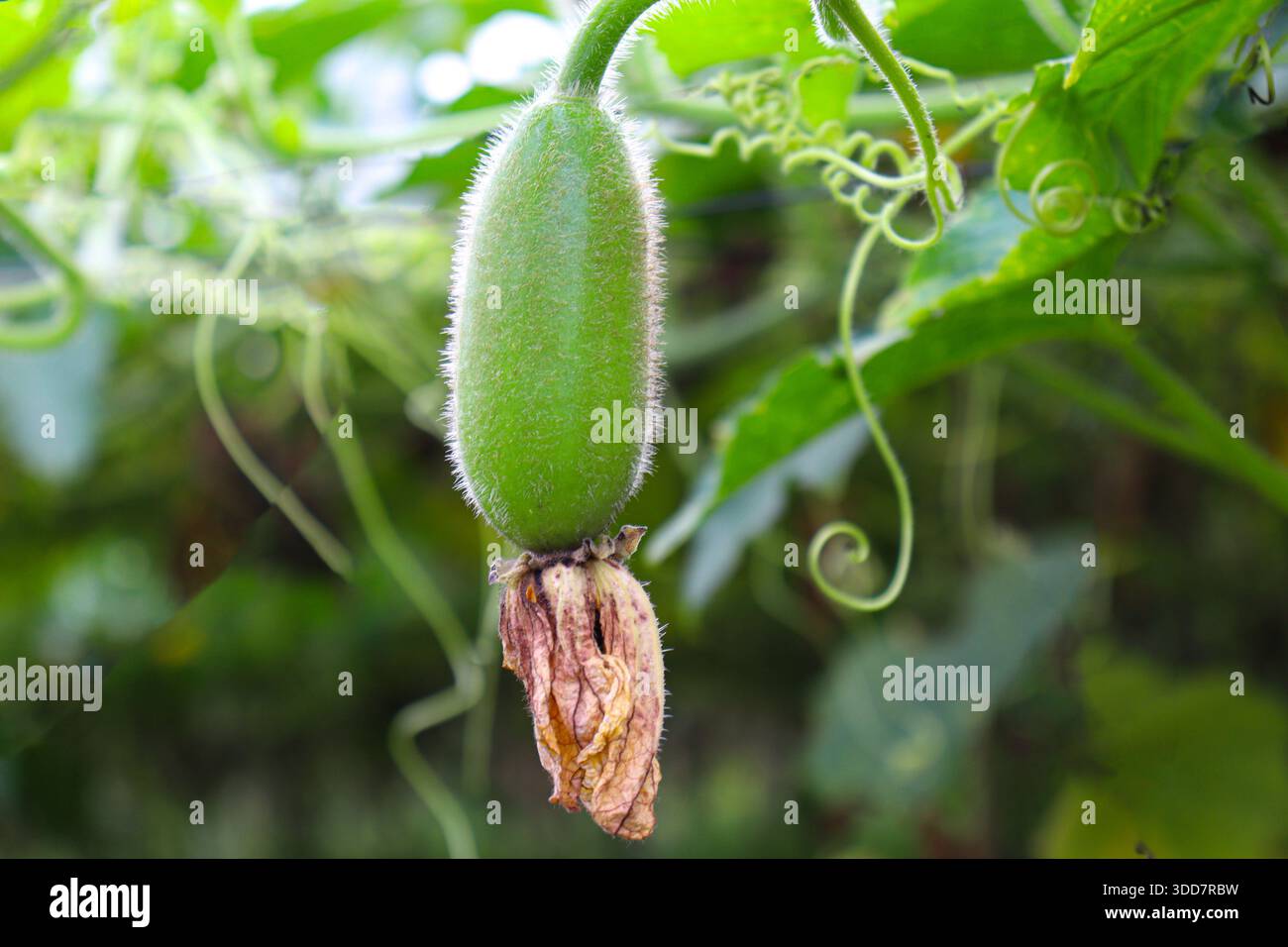 Ash guard vegetable hi-res stock photography and images - Alamy