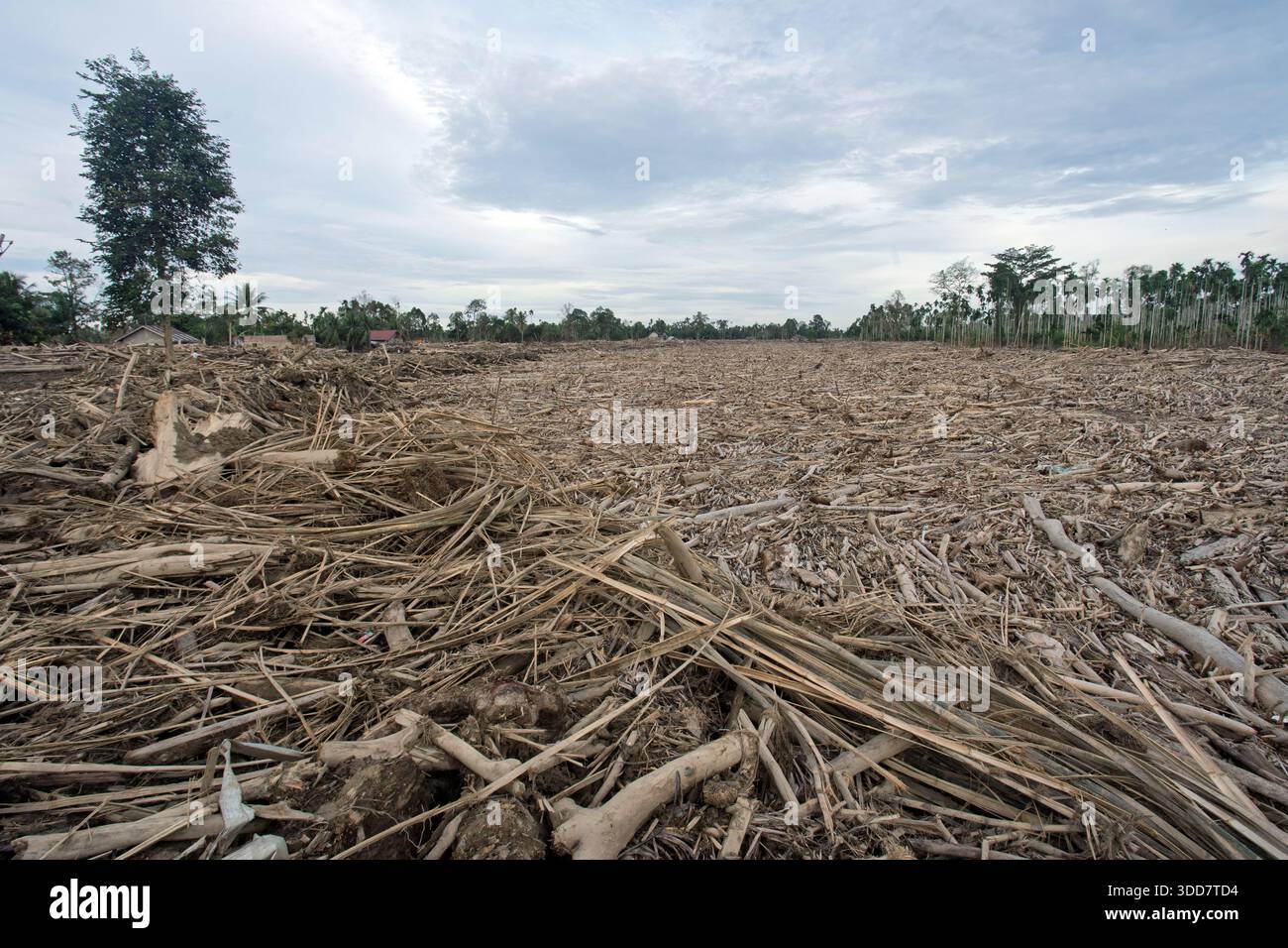 North Aceh, Indonesia. 28th Dec, 2025. A massive accumulation of timber ...