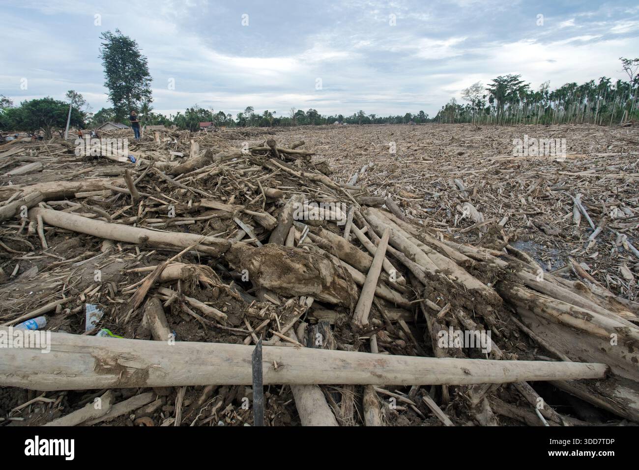 North Aceh, Indonesia. 28th Dec, 2025. A massive accumulation of timber ...