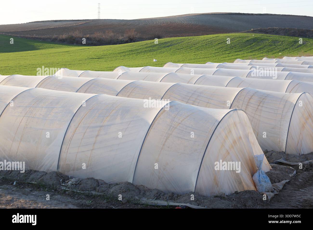 Rows of Plastic Low Tunnel Greenhouses Protecting Crops in a Rural ...
