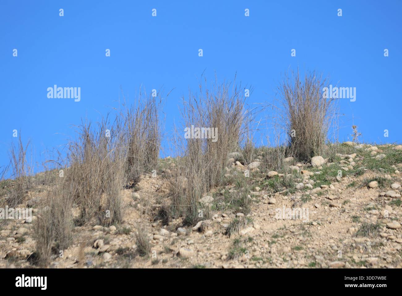 Dry Poa Grasses Growing on Rocky Stone Habitat to Reduce Soil Erosion ...